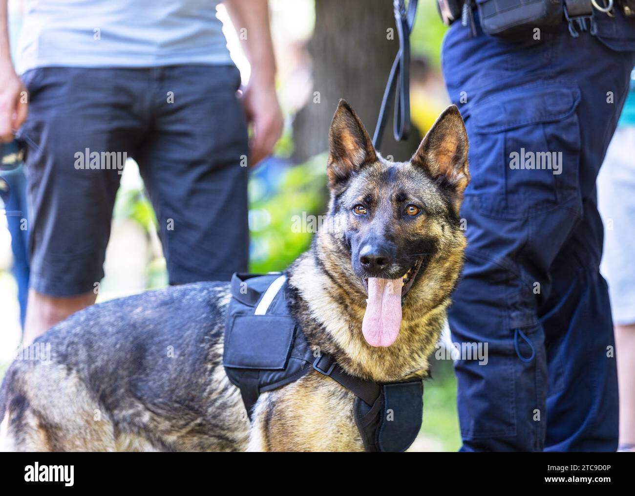 Police officer in uniform on duty with aged K9 canine German shepherd police dog, blurred people ...