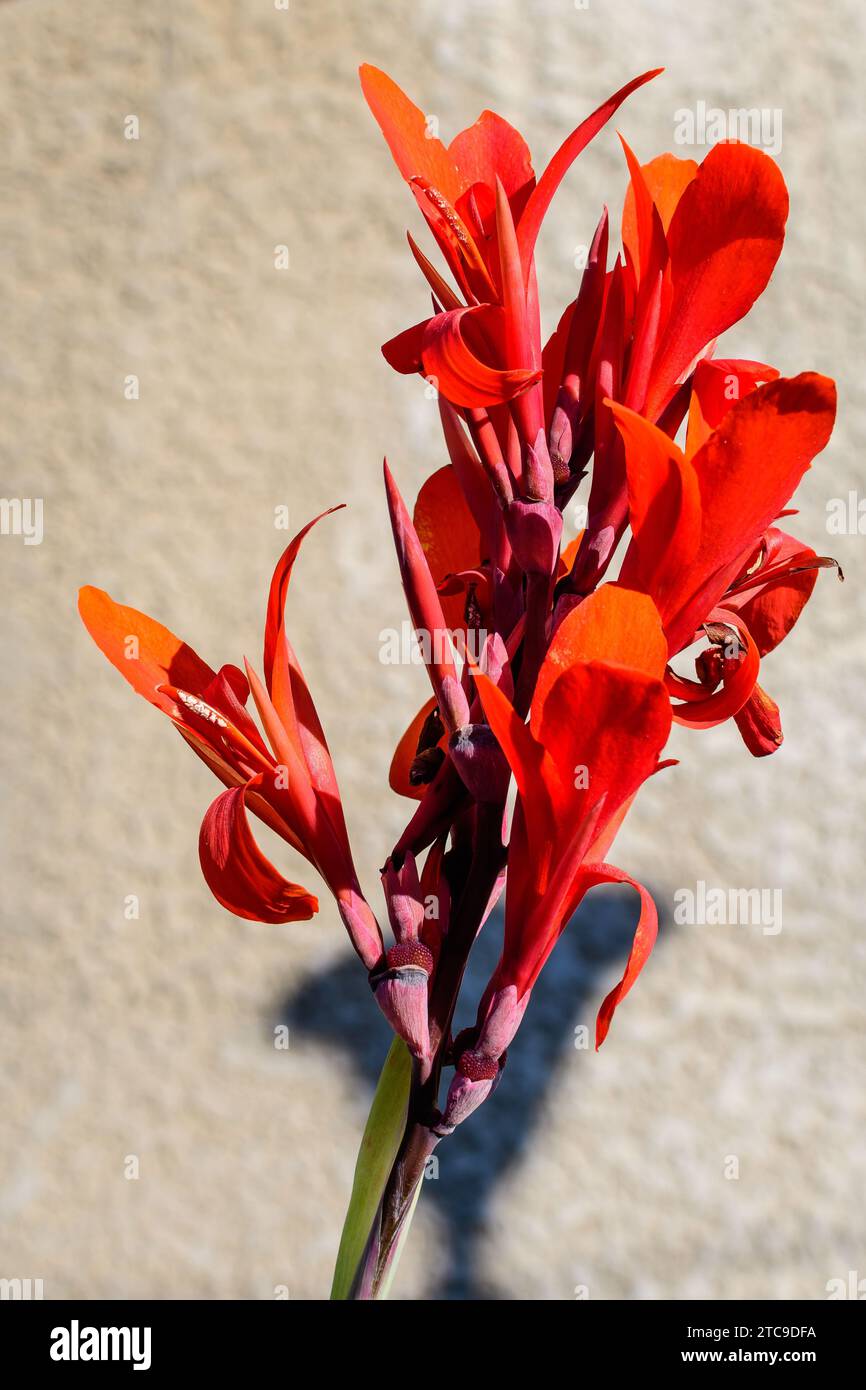 Red flowers of Canna indica, commonly known as Indian shot, African ...