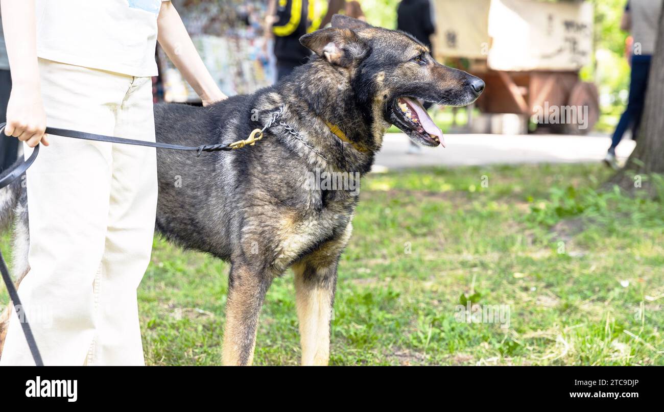 Child german shepherd hi-res stock photography and images - Alamy