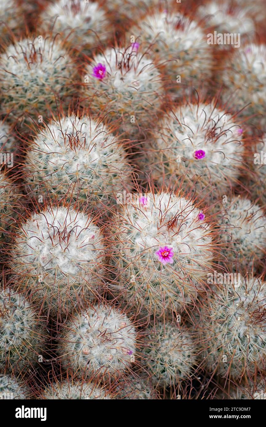 Silken pincushion cactus (Mammillaria bombycina), Cactaceae. Ornamental ...