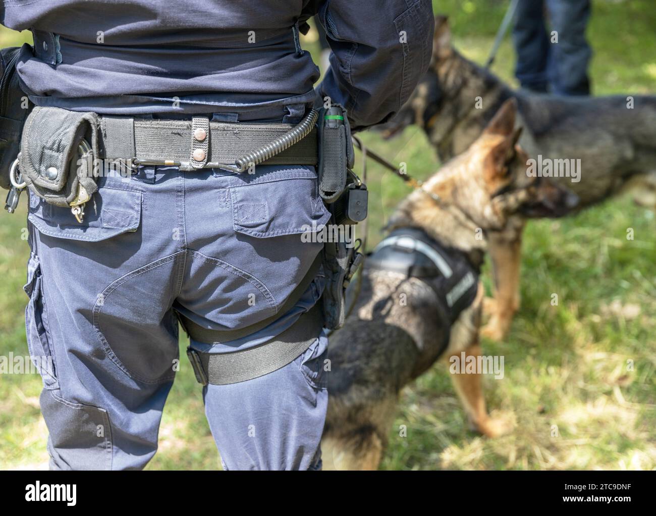Police officer with K9 canine German shepherd police dog Stock Photo ...