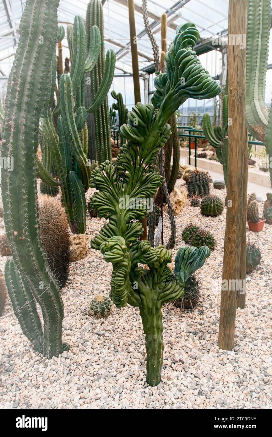 Special form of cactaceae hi-res stock photography and images - Alamy