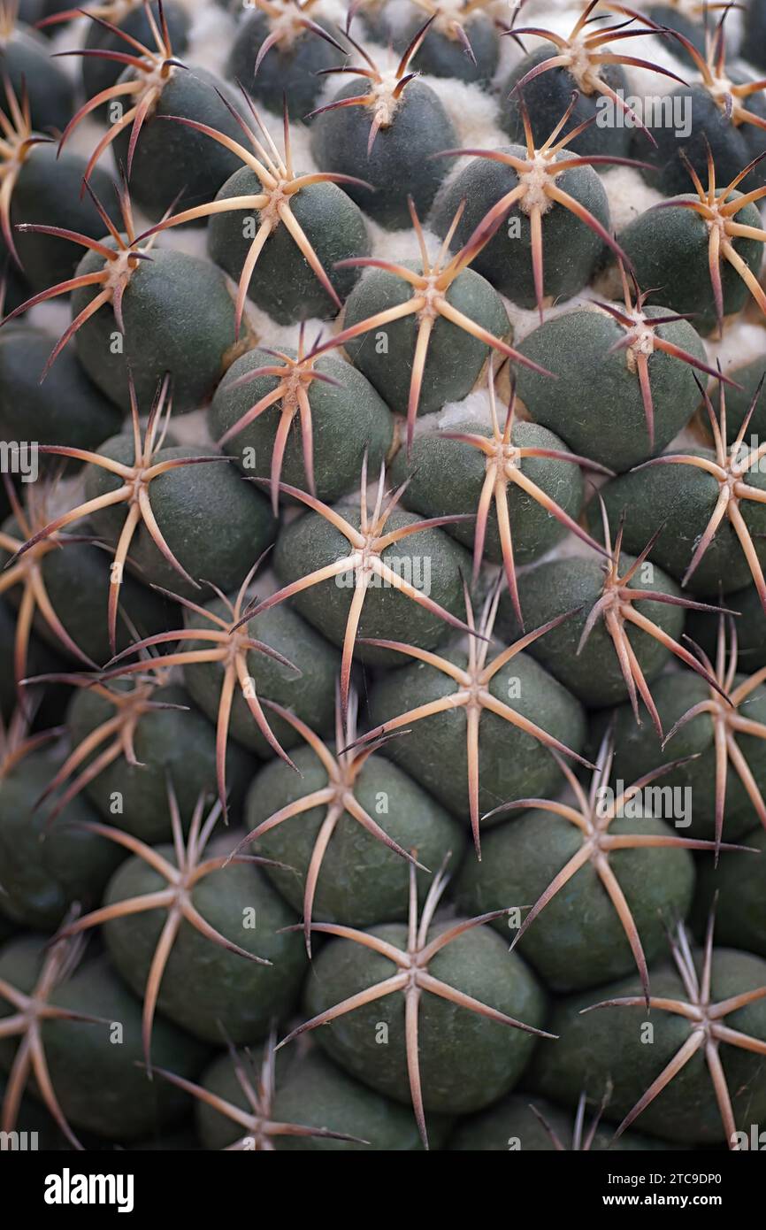 Chin cactus (Gymnocalycium sp.), Cactaceae. Ornamental succulent plant ...