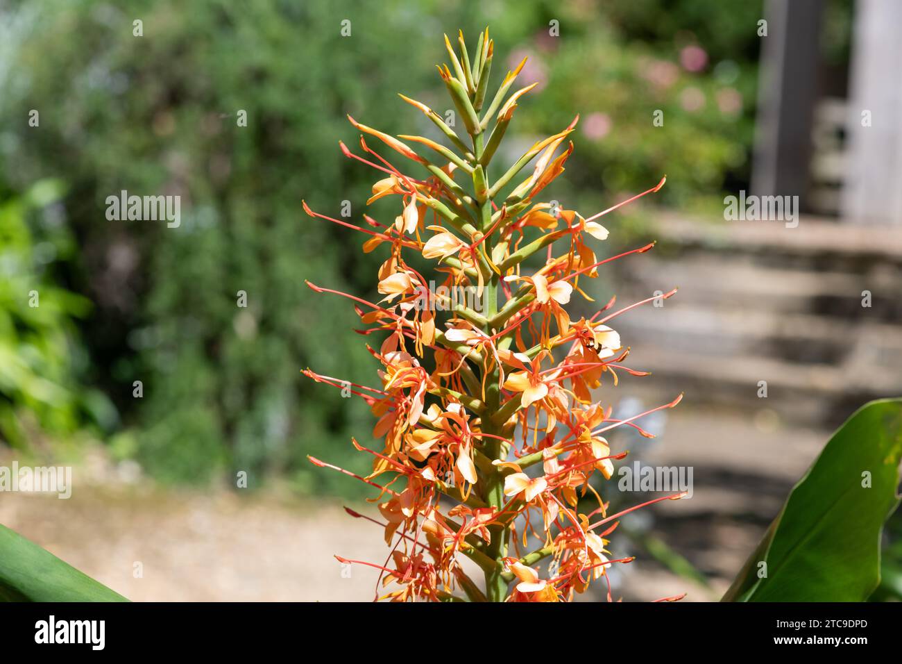 Close up of ginger lily (hedychium gardnerianum) flowers in bloom Stock ...