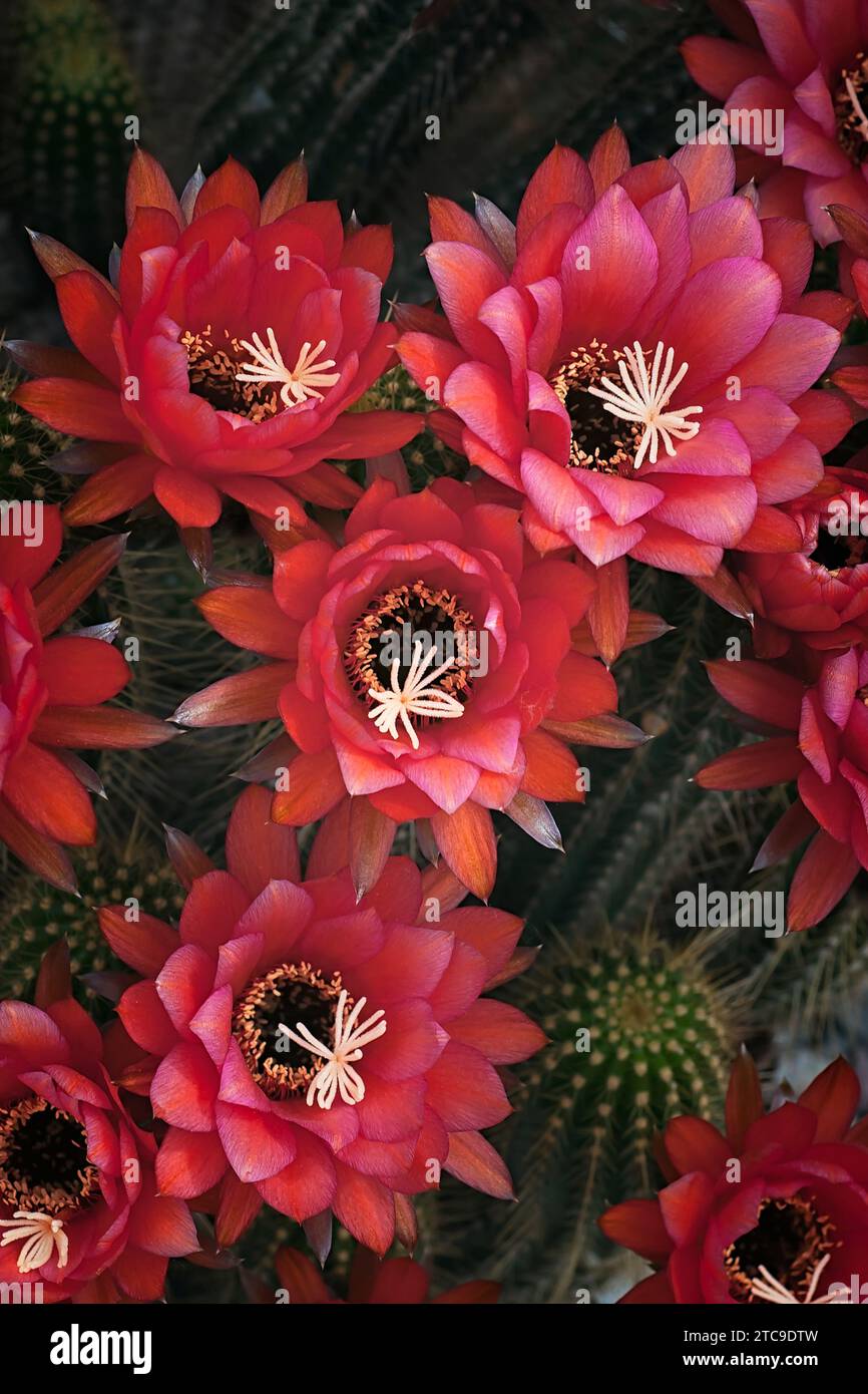 Trichocereus sp. (Cactaceae), Ornamental succulent plant. rare cactus ...