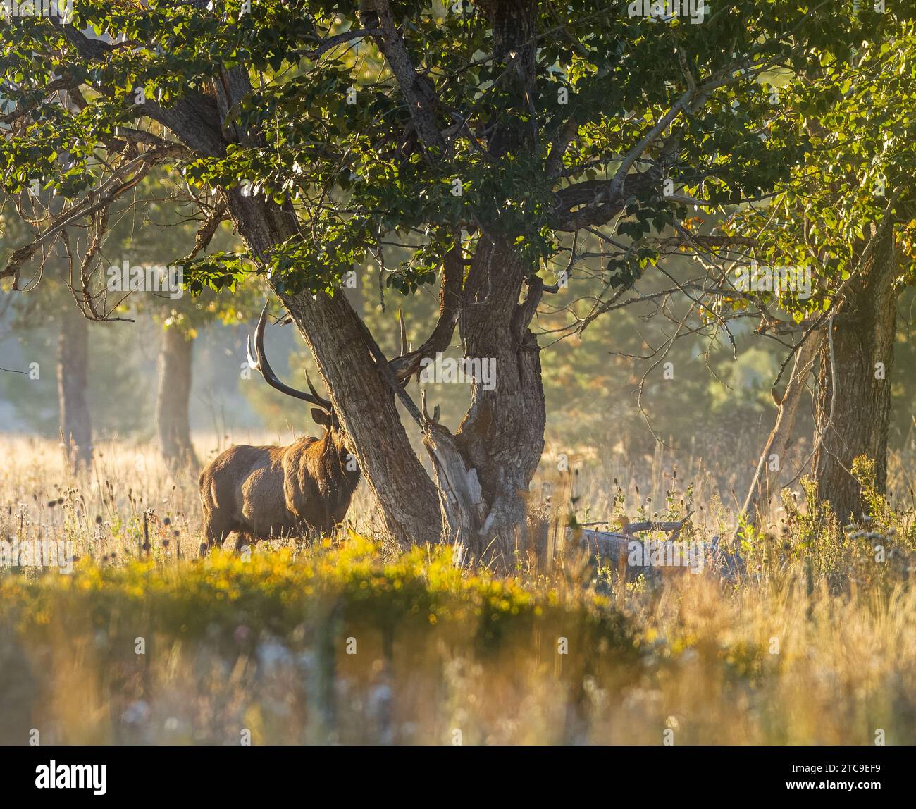 Bull at sunrise hi-res stock photography and images - Alamy