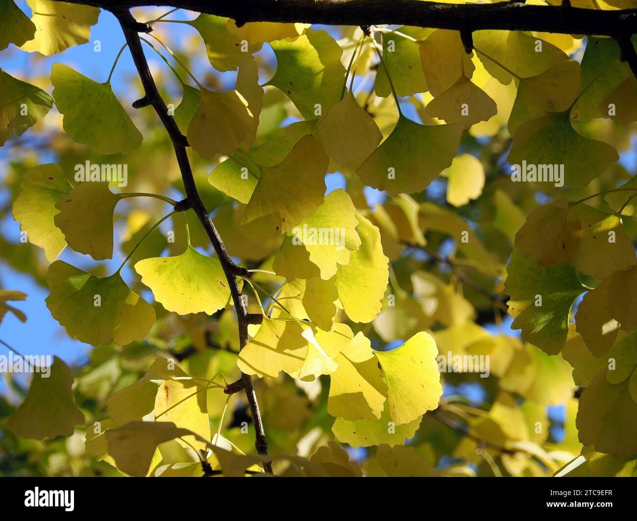 Arbre ginkgo hi-res stock photography and images - Alamy
