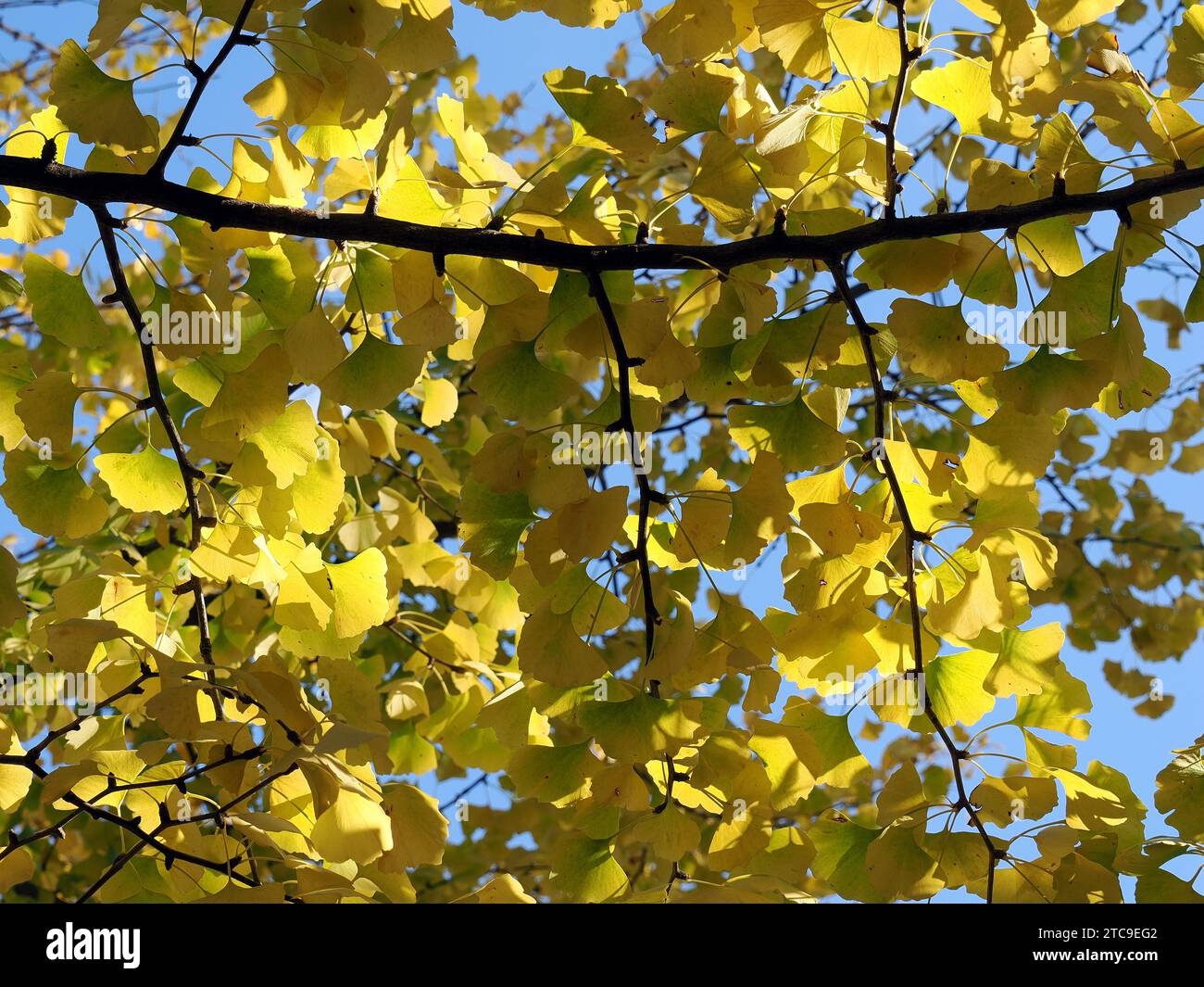 ginkgo or gingko, maidenhair tree, Ginkgo, Ginko, arbre aux quarante ...