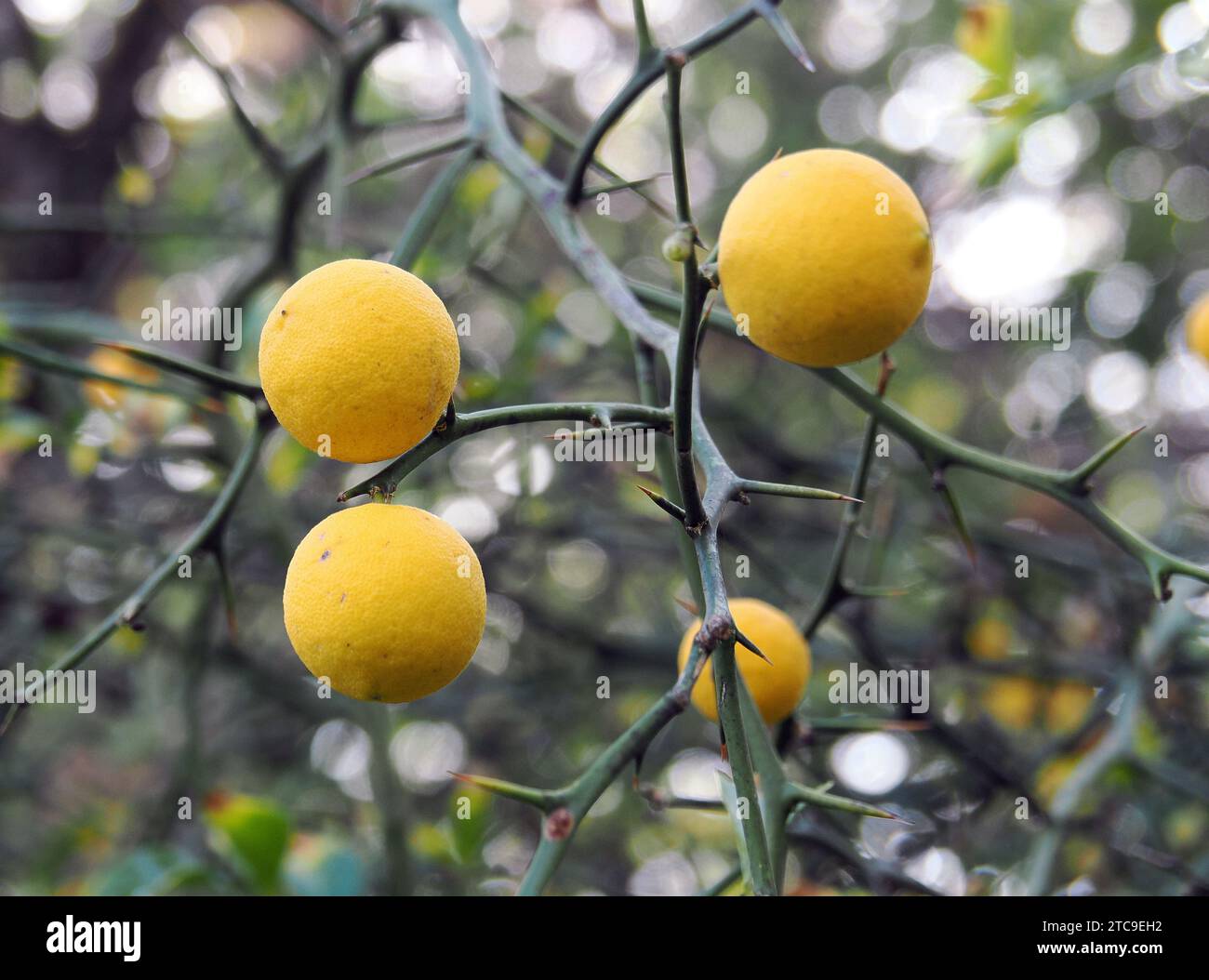 Oranger trifolie hi-res stock photography and images - Alamy