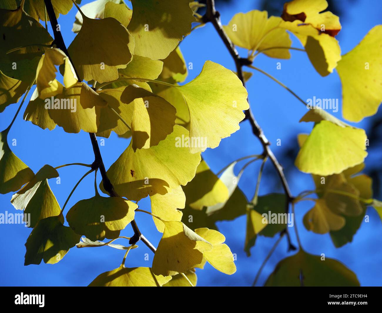 ginkgo or gingko, maidenhair tree, Ginkgo, Ginko, arbre aux quarante ...