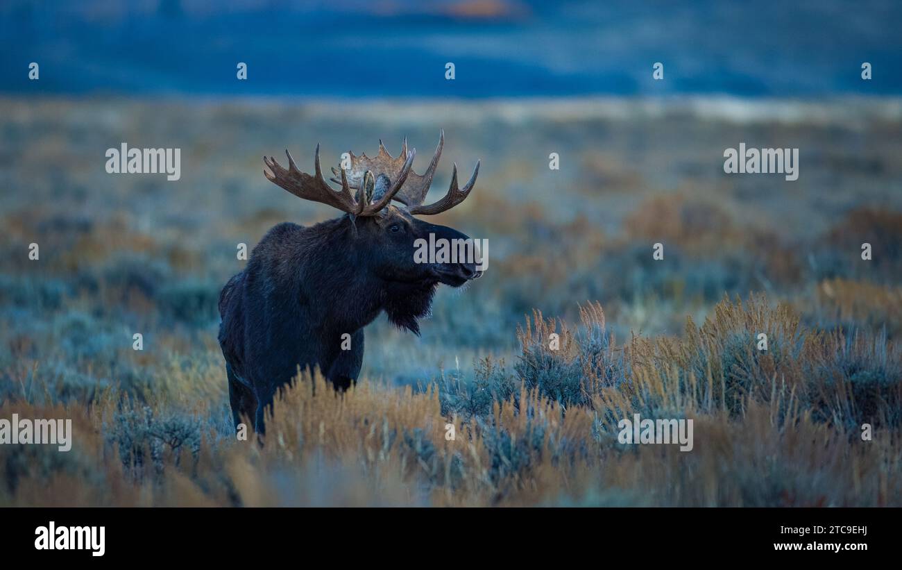 Beautiful bull moose hi-res stock photography and images - Alamy