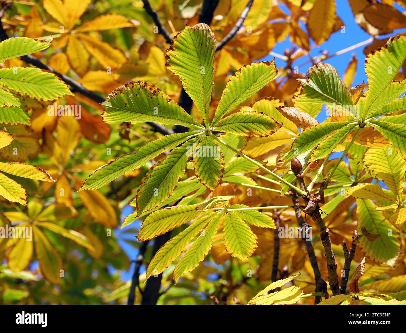 horse-chestnut, conker tree, Gewöhnliche Rosskastanie, Gemeine ...