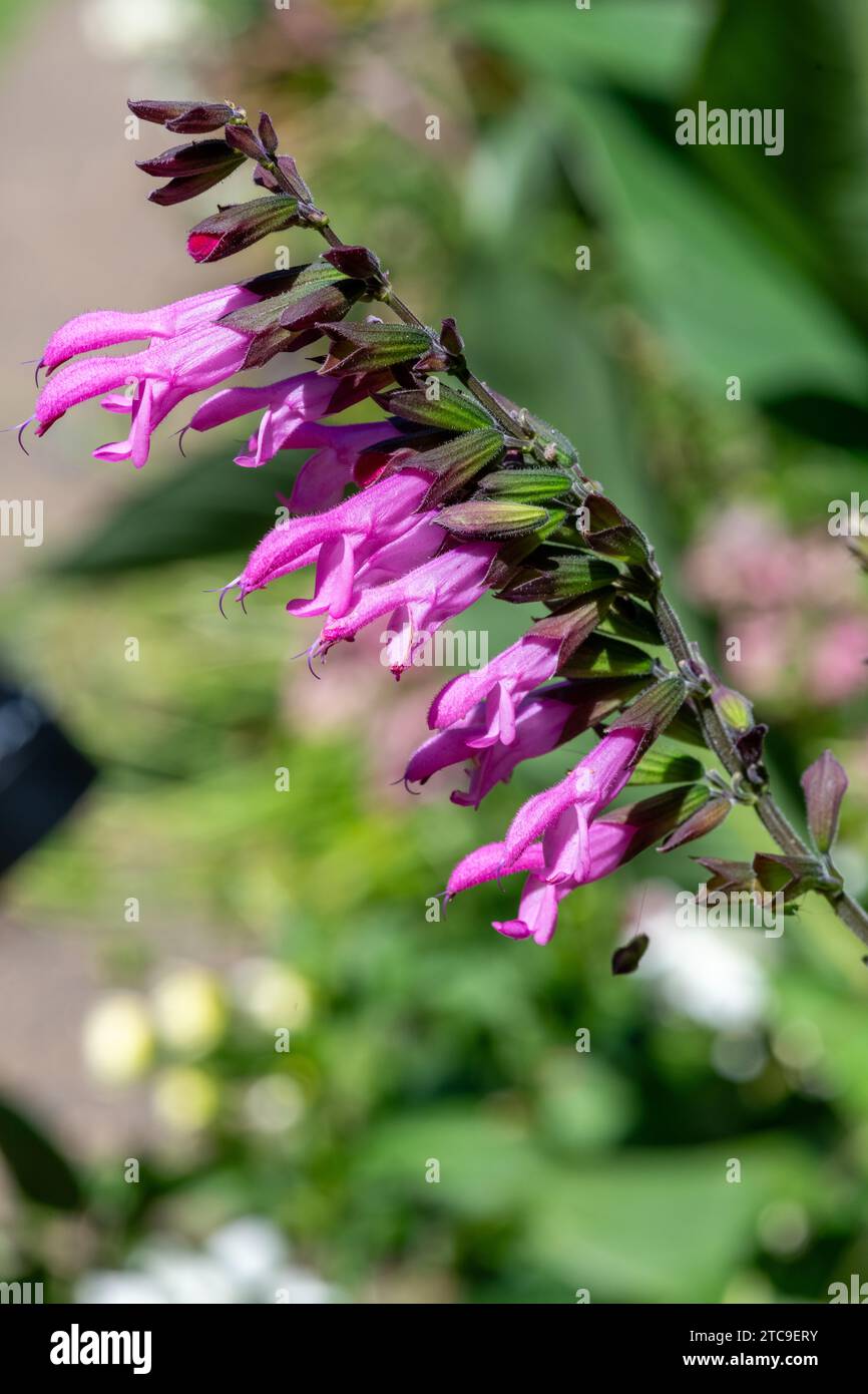Pink salvia amistad hi-res stock photography and images - Alamy