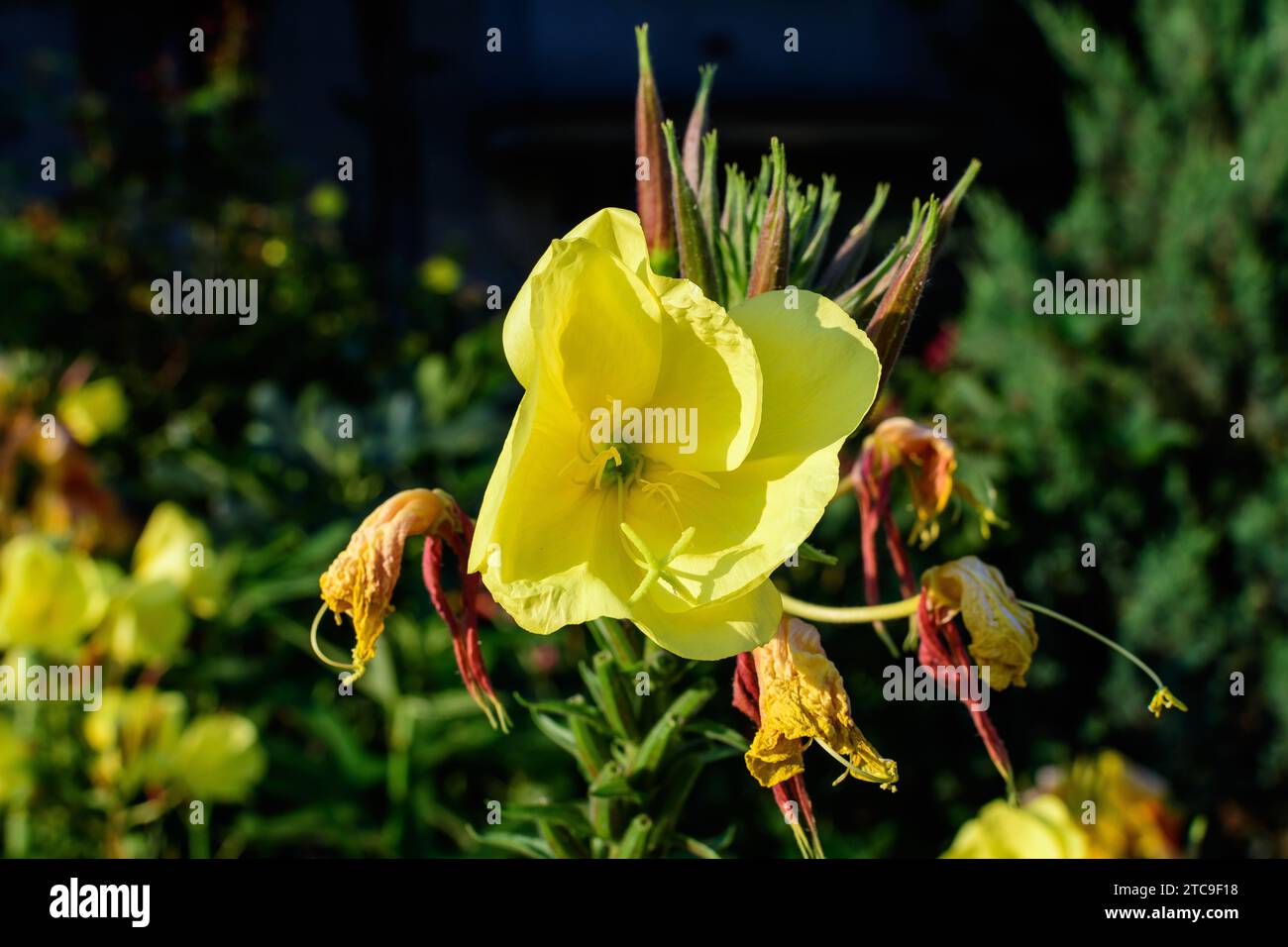 Sundrop flower hi-res stock photography and images - Alamy