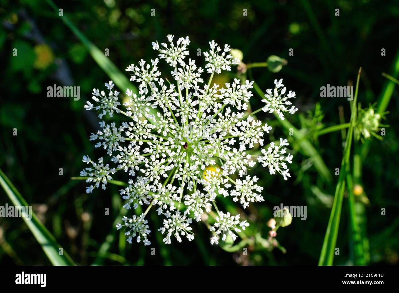 Many delicate white flowers of Anthriscus sylvestris wild perennial ...