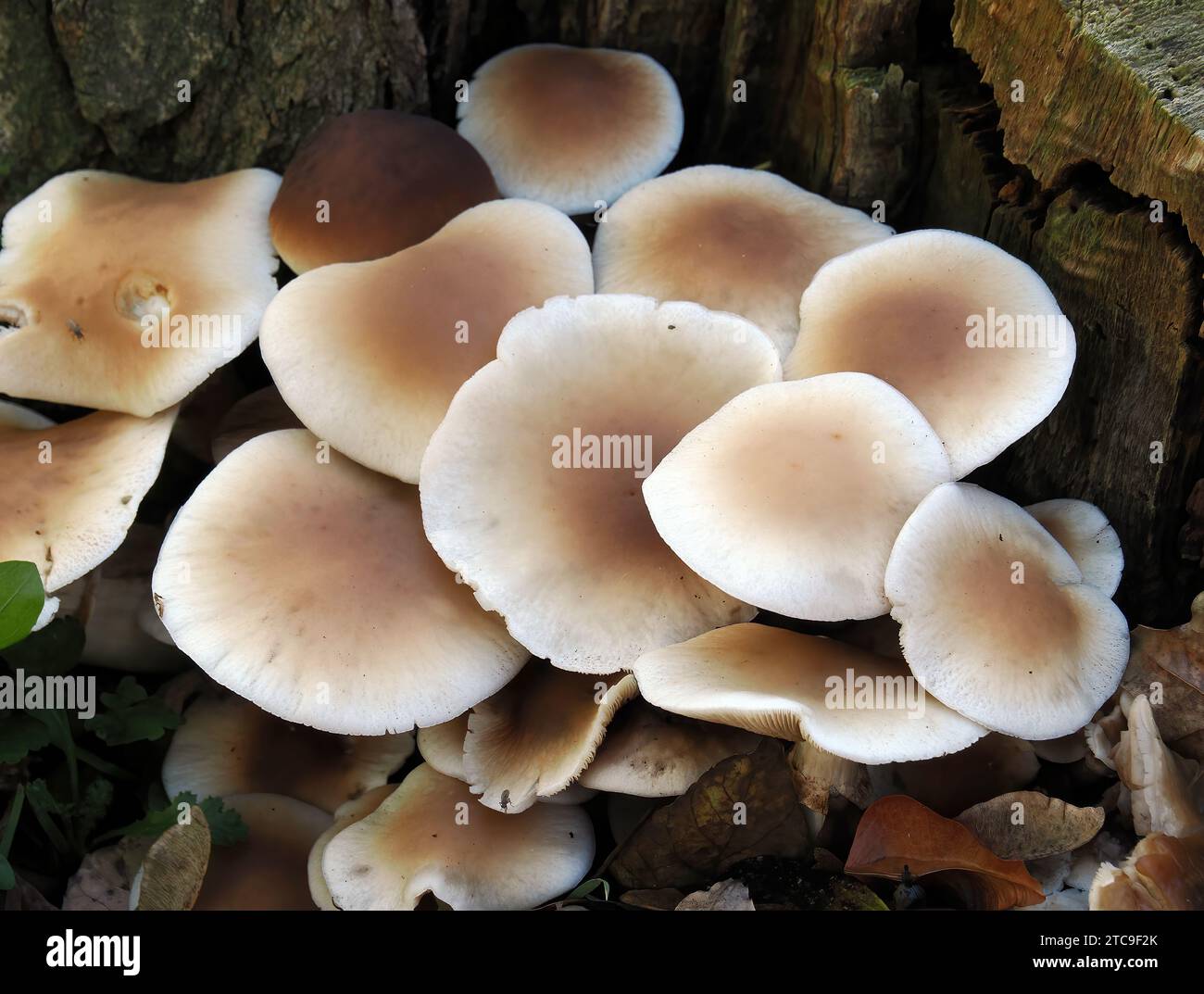 Südlicher Ackerling, Pholiote du peuplier, Cyclocybe aegerita, déli ...