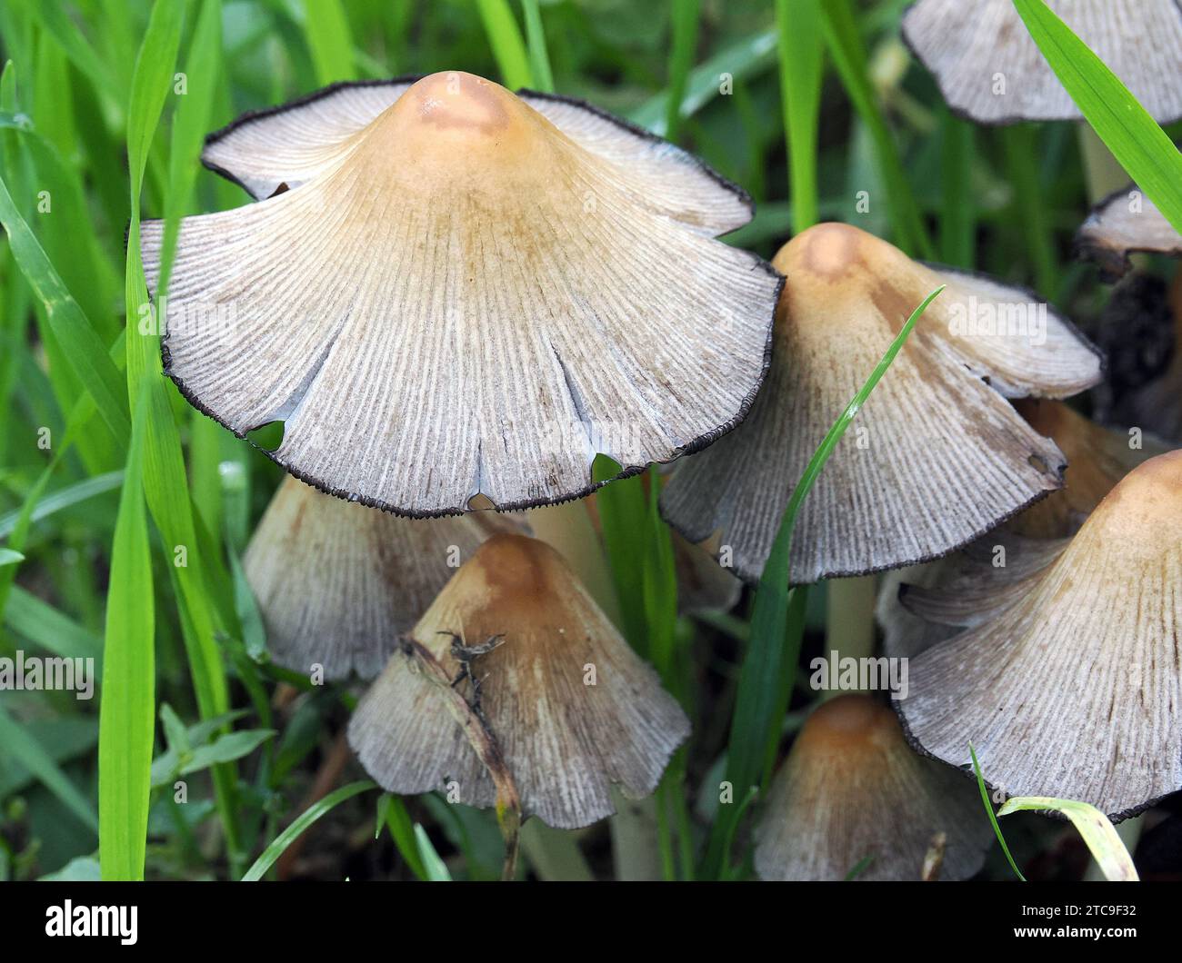 common ink cap, tippler's bane, or inky cap, Falten-Tintling, Coprin ...