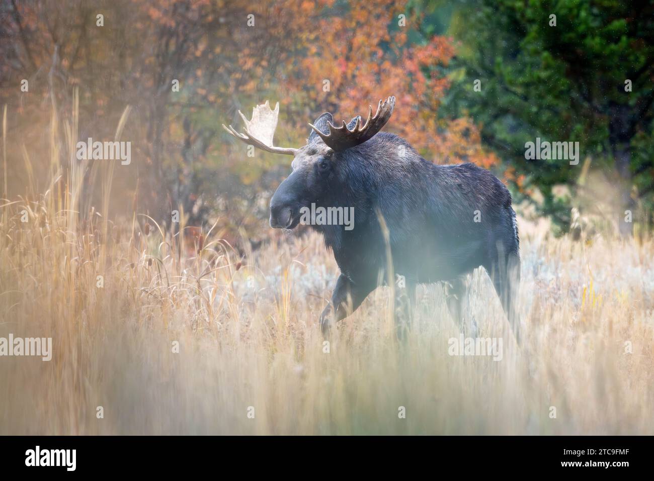 A bull moose walking through a grassy meadow during a rain shower in ...