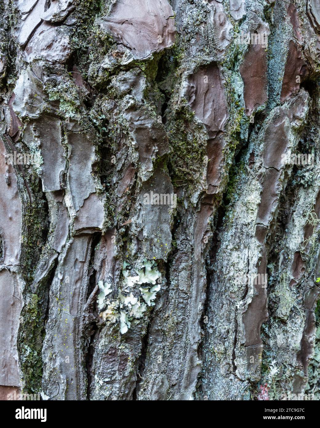 Tree bark texture closeup. Wooden backdrop Stock Photo - Alamy