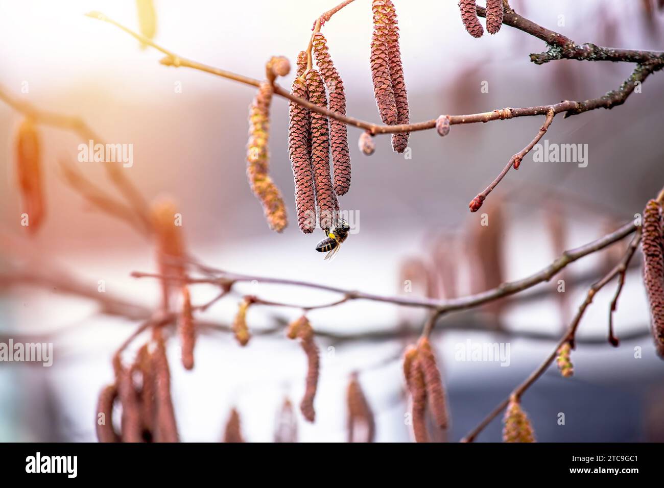 Honey bee collecting pollen from a Hazelnut catkins in spring. Common ...