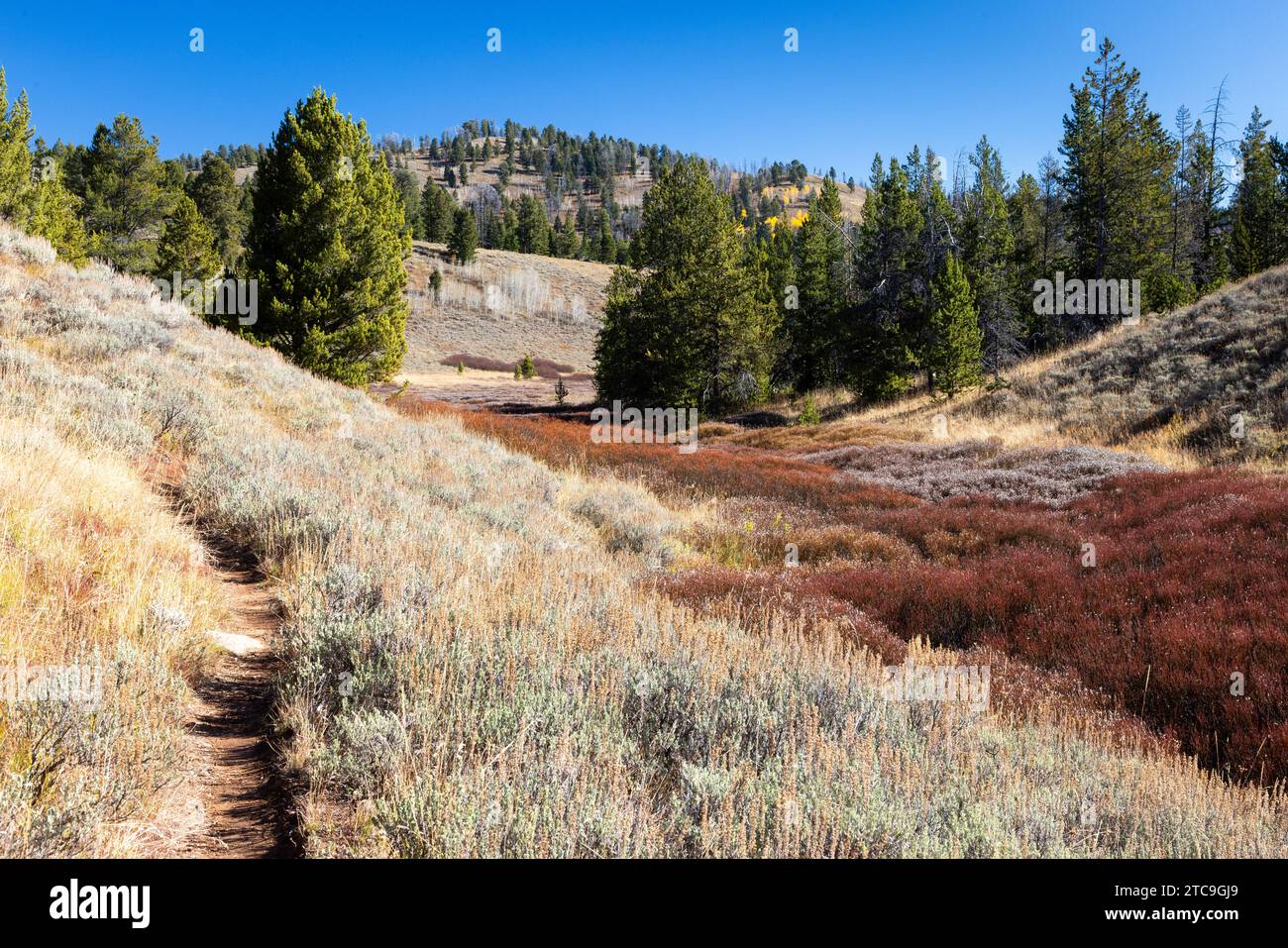 Willow bushes lining the canyon bottom below the Wilson Canyon Trail ...