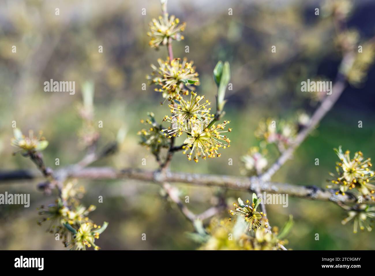 Forestiera acuminata, commonly known as eastern swamp privet A shrub in ...