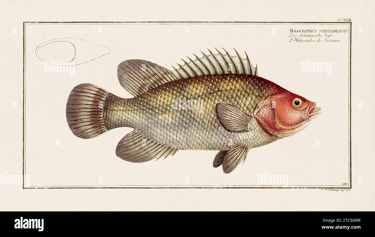 Vintage fish illustration created during the 18th century. Exquisite ...