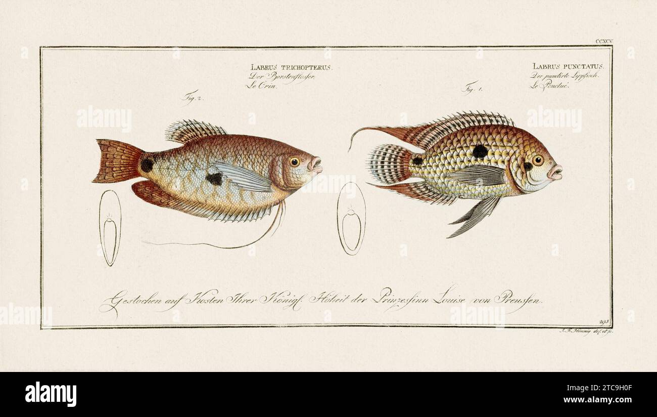 Vintage fish illustration created during the 18th century. Exquisite ...
