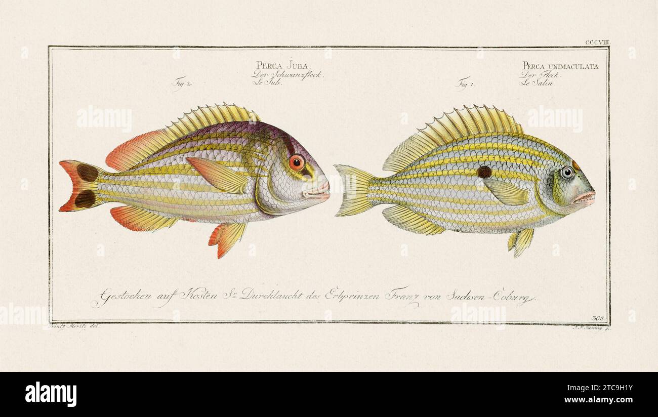 Vintage fish illustration created during the 18th century. Exquisite ...