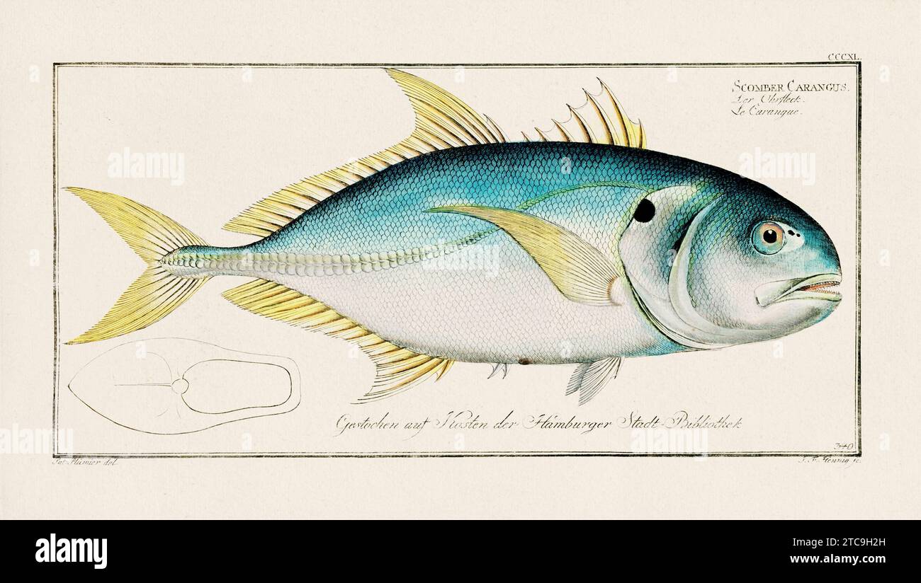 Vintage fish illustration created during the 18th century. Exquisite ...