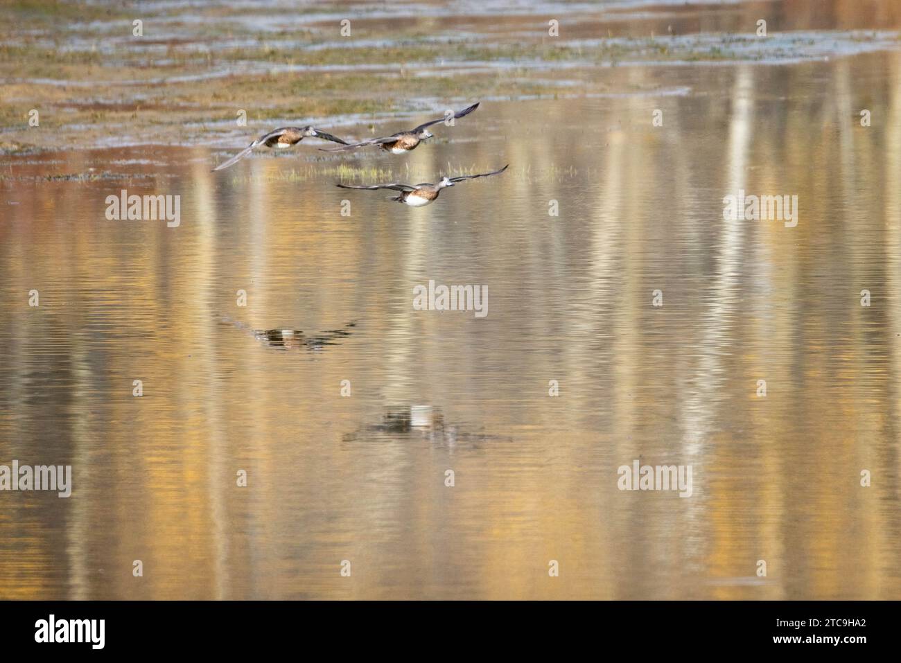 Juvenile wigeon hi-res stock photography and images - Alamy