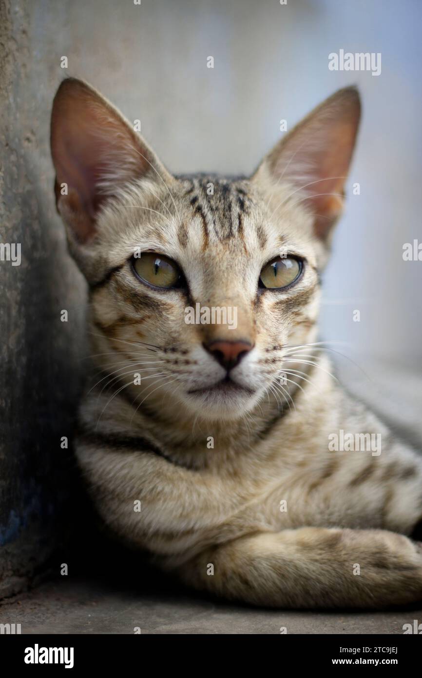 Indian cat hi-res stock photography and images - Alamy