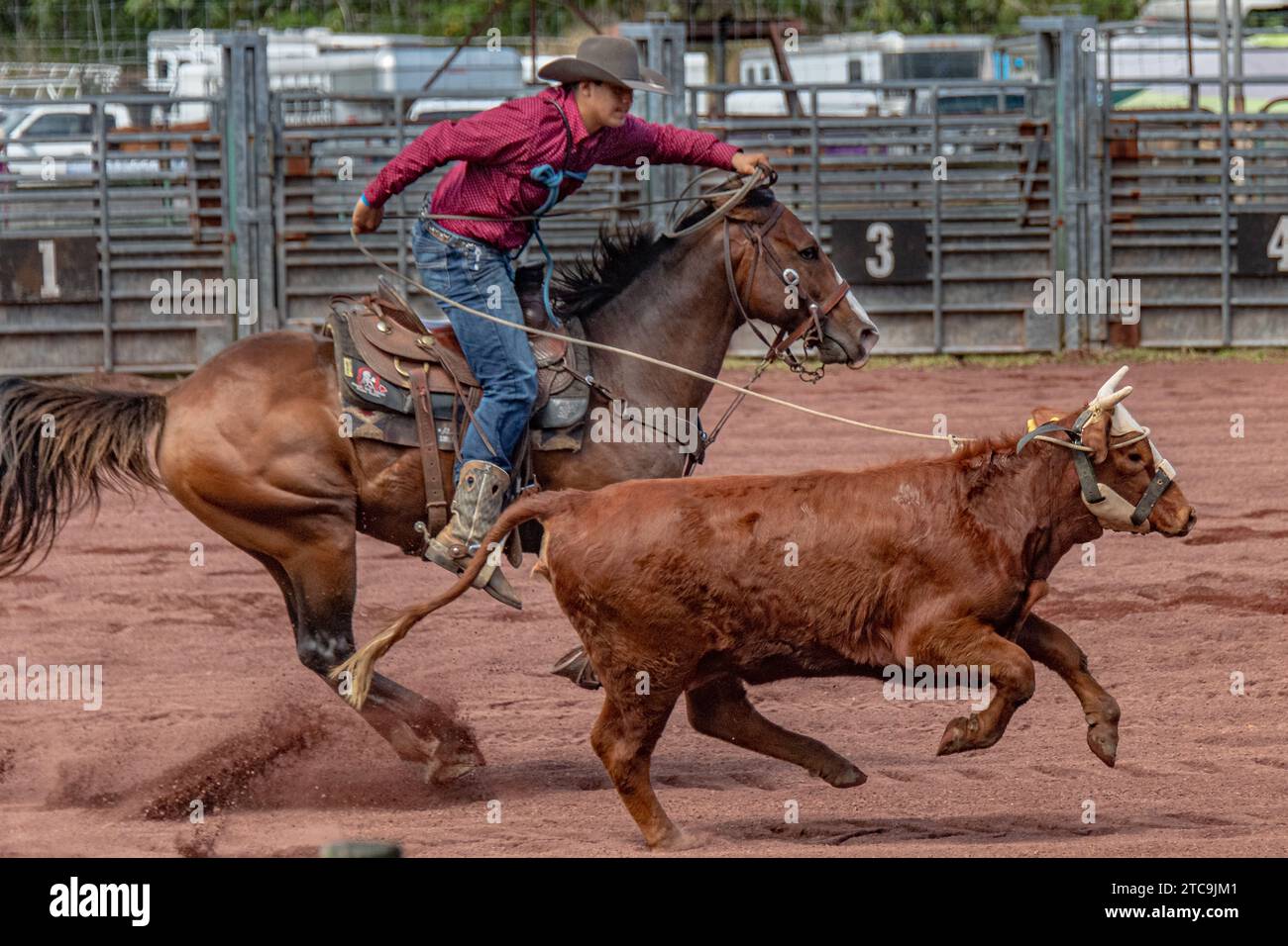 Panaewa hawaii hi-res stock photography and images - Alamy