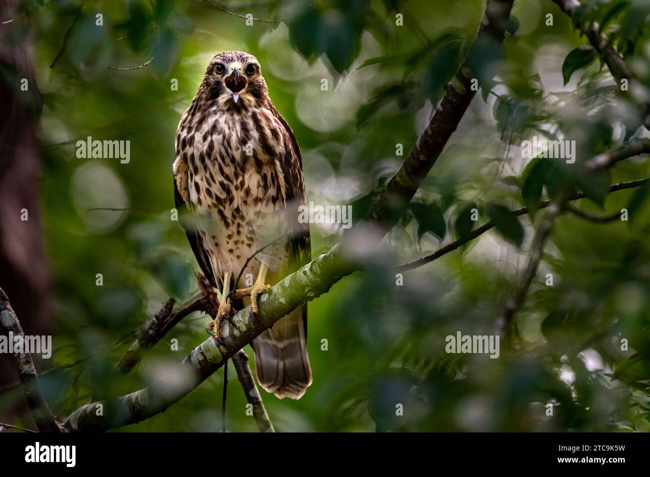 Red-Shoudered Hawk talking to me, but I don't speak hawk in our ...
