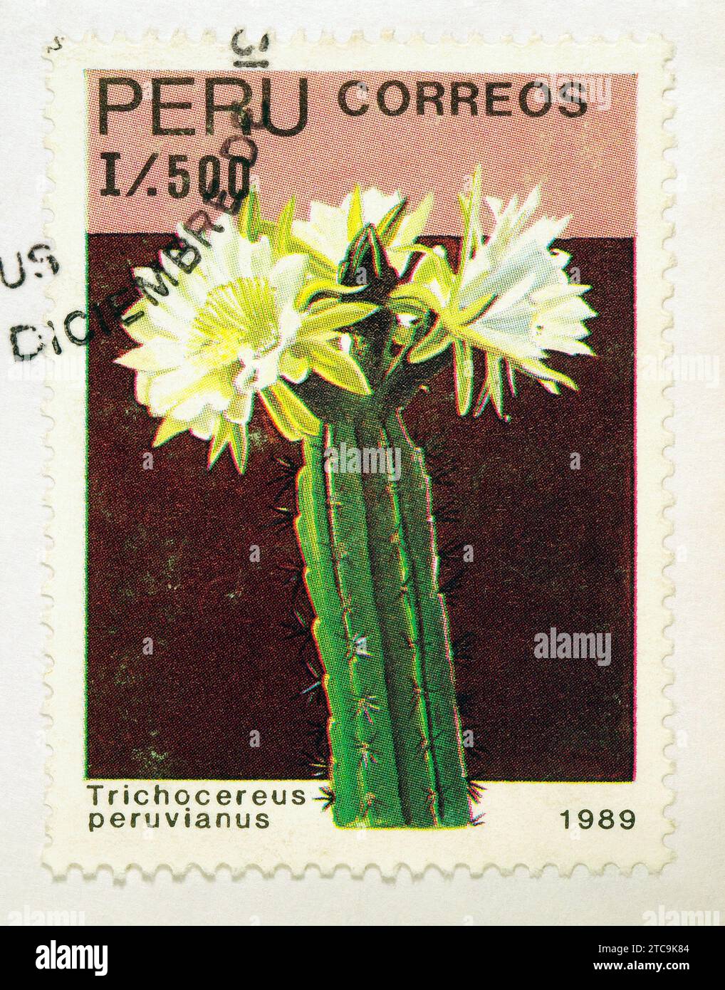 Trichocereus peruvianus - Peru [1989] - POSTAGE STAMP Stock Photo - Alamy