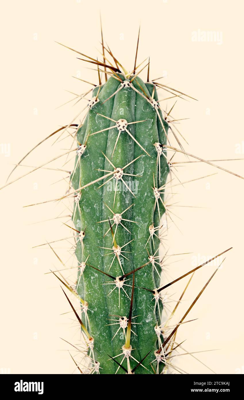 Trichocereus peruvianus - Rimac valley Matucana Peru 2000m Stock Photo ...