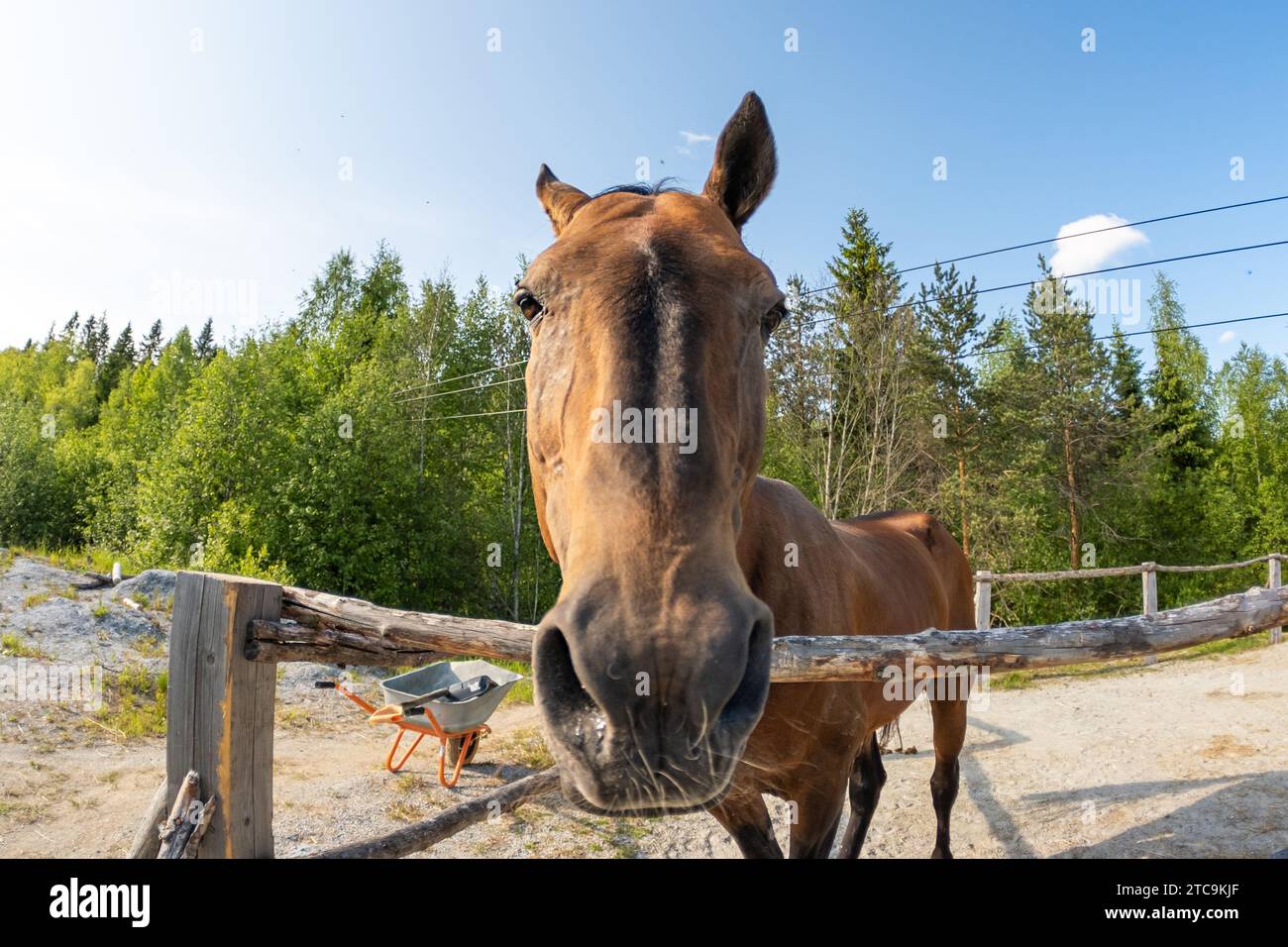 Racecourse concept. Modern animal livestock. Brown horse stallions in ...