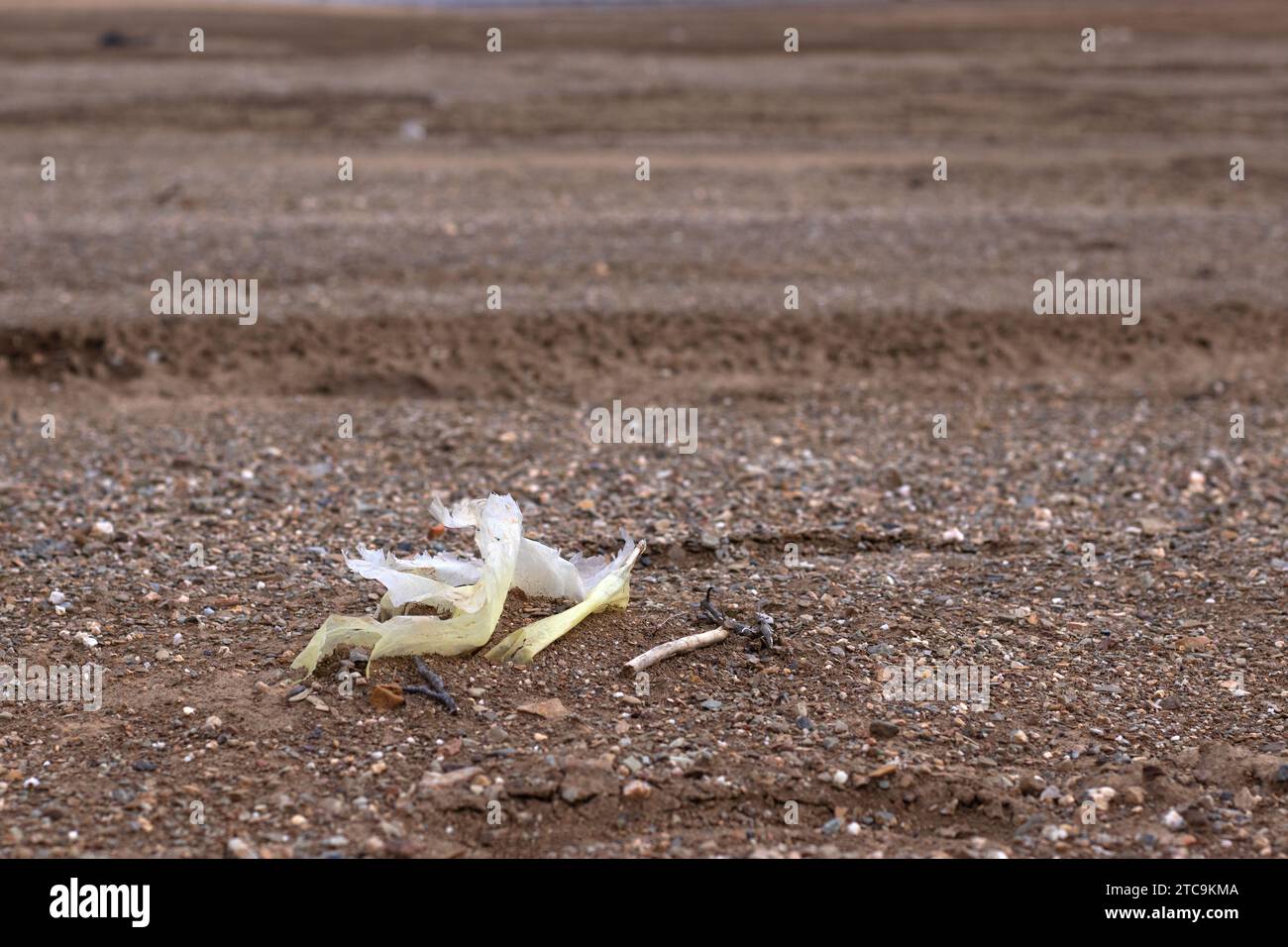 Rotten nylon plastic bag is decomposing on beach. Non-biodegradable ...
