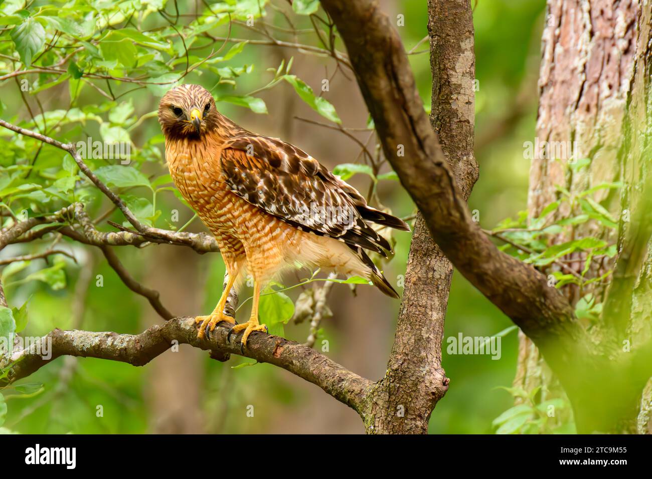 Nature's Architecture: A red-shouldered hawk diligently builds its nest ...
