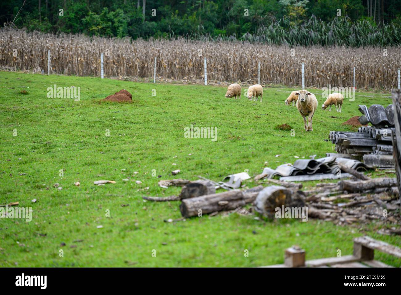 Sheep in Brazil Stock Photo - Alamy