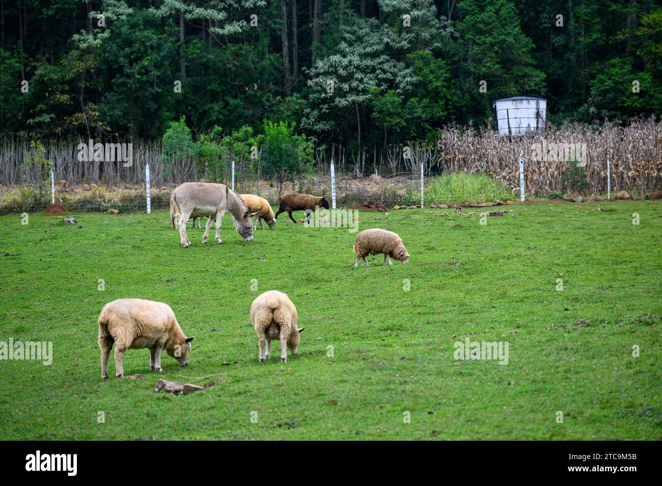Sheep in Brazil Stock Photo - Alamy