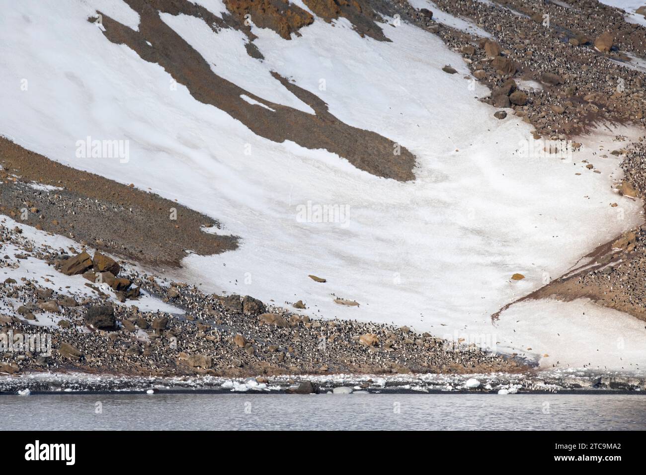 Antarctica, Brown Bluff. Gentoo penguin colony at the base of mountain ...