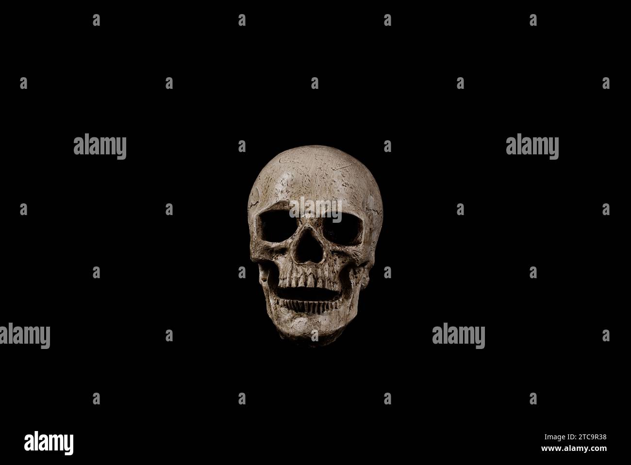 Realistic skull decoration centered in the frame, directly facing the ...