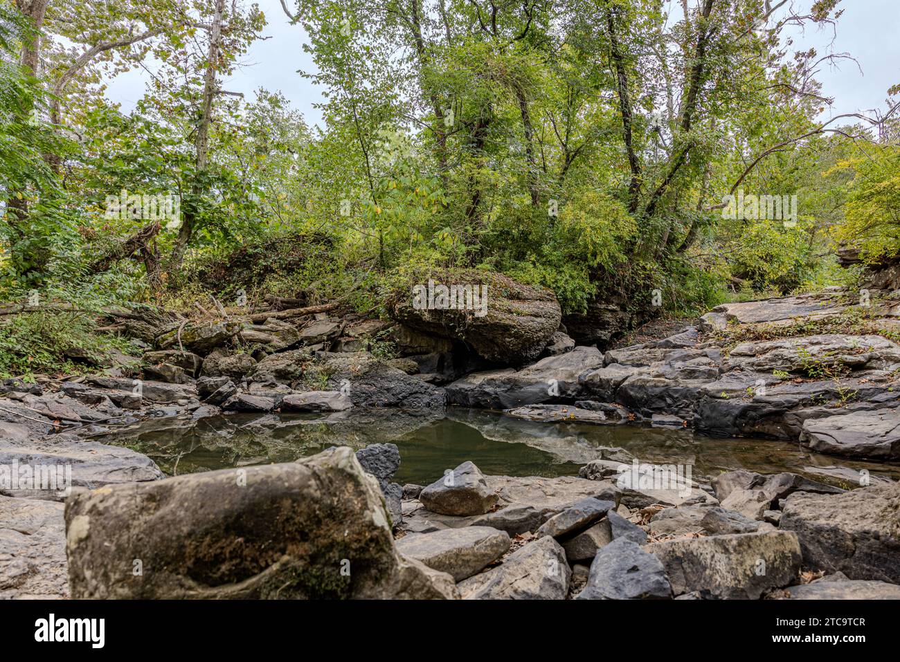 A picturesque scene of a river flowing through a lush forest, dotted ...
