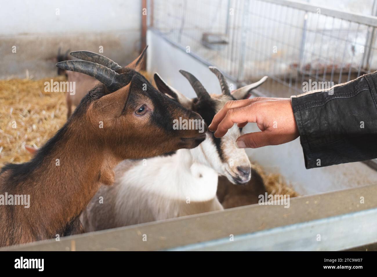 A female human hand is holding out food for a goat contained within a ...