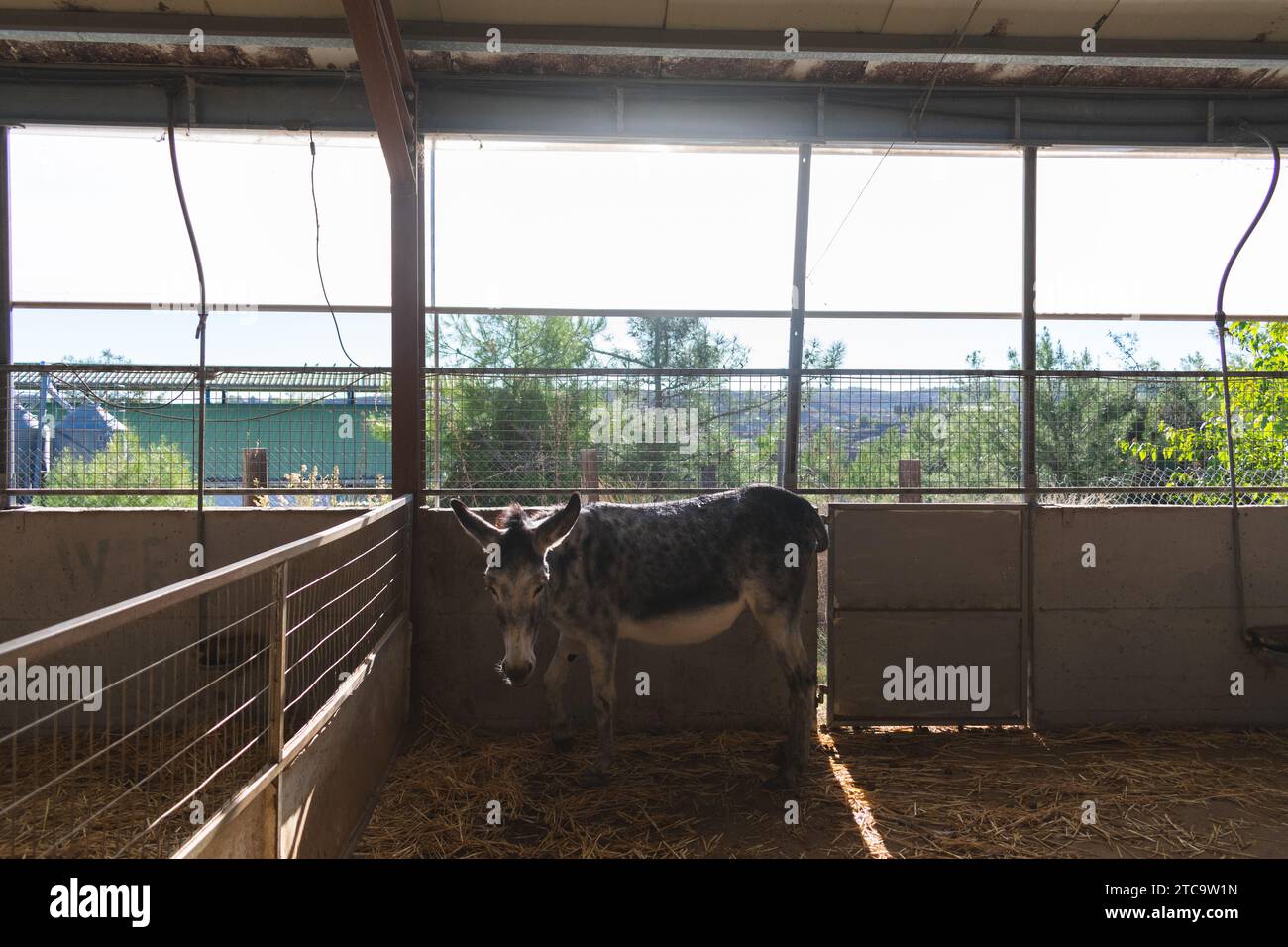 A young bovine is photographed in a secure enclosure inside of a barn ...