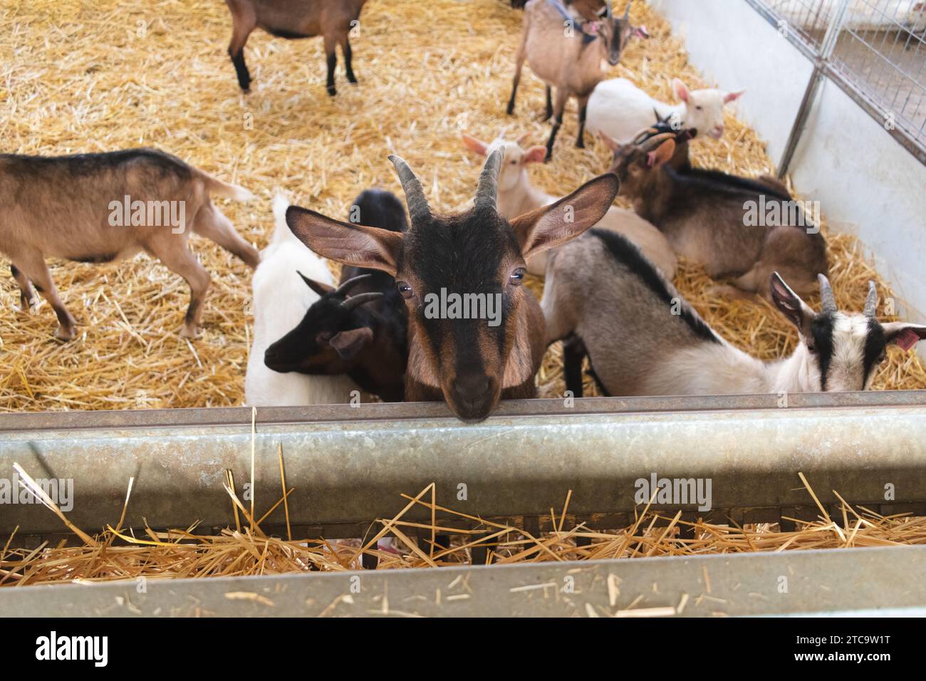 A herd of goats huddles around a metal trough, eagerly nibbling on the ...