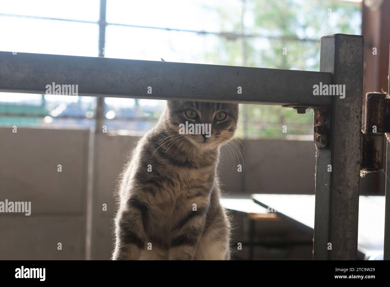 A beautiful gray and white striped domestic cat stands facing a white ...