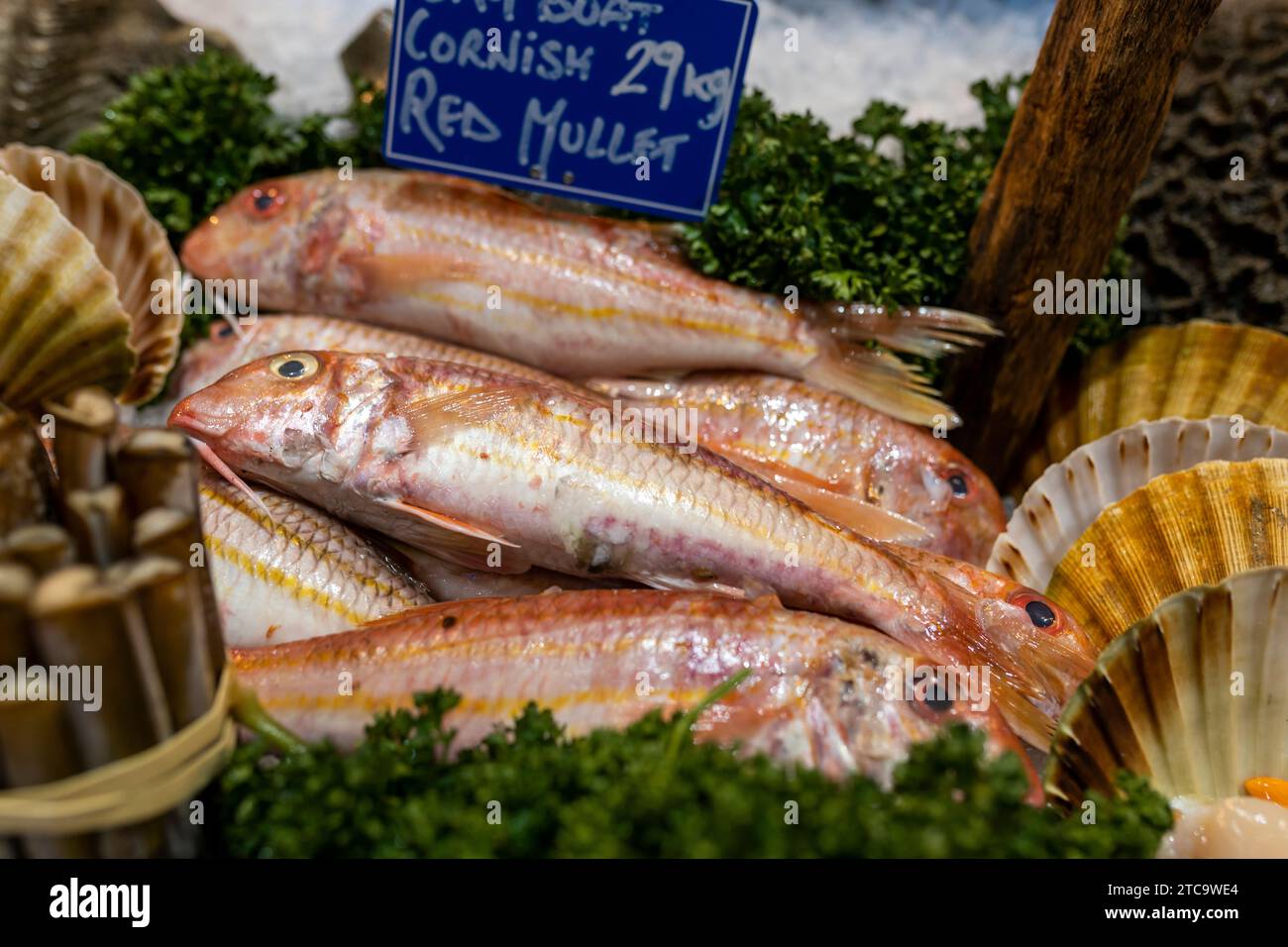 Cornish red mullet fish hi-res stock photography and images - Alamy