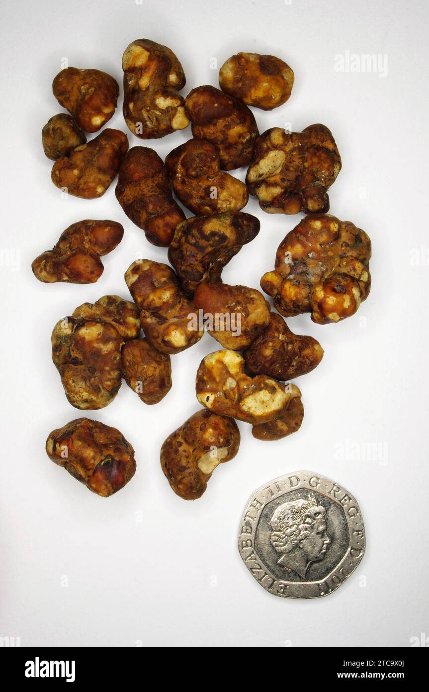 Magic truffles [Sclerotia of Psilocybin Mushrooms] - MAGIC MUSHROOMS ...